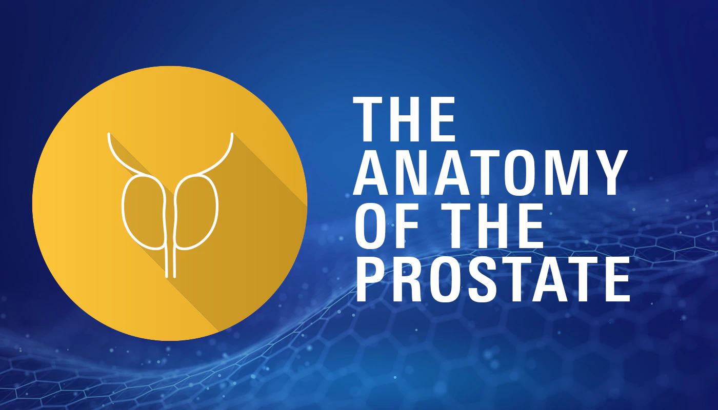 Prostate Function & Health: A Man's Guide